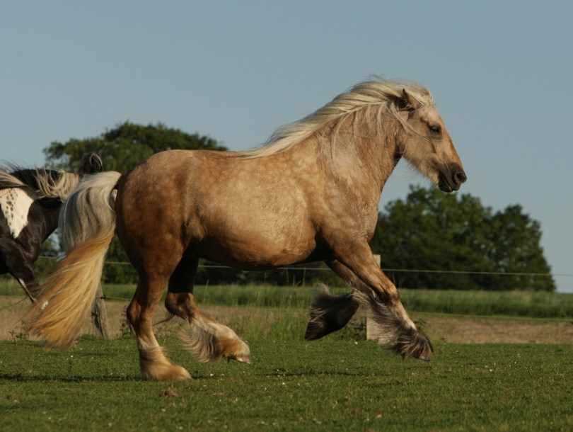 Willkommen bei Sapodoris